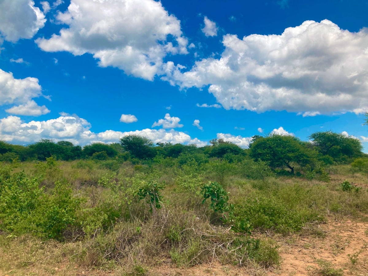 Vacant Land for Sale | Moditlo Nature Reserve | 1HS1639381 | Pam ...
