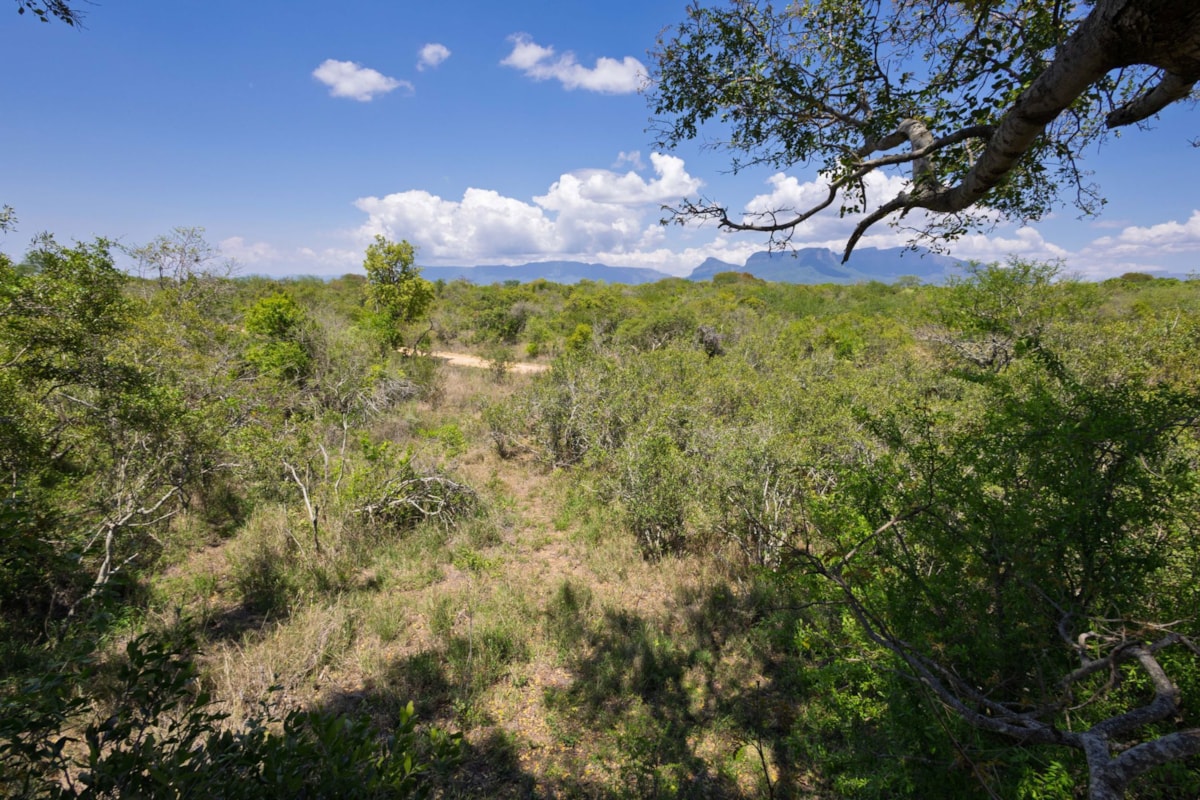 Vacant Land for Sale | Moditlo Nature Reserve | 1HS1722586 | Pam ...